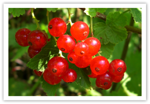 crveni ribizl - Bakina kuharica